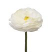 Bloomingmore Farm Direct White Ranunculus Fresh Cut Flowers - 140 Stems ...