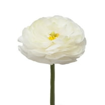 Bloomingmore Farm Direct White Ranunculus Fresh Cut Flowers - 140 Stems ...