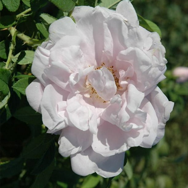 Heirloom Roses - Snow Pavement Rugosa Rose Plant - Walmart.com