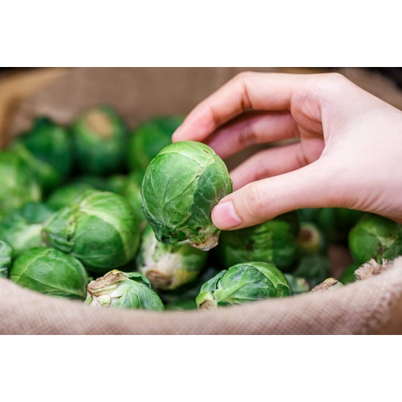 Catskill 400 Heirloom Brussel Sprout Seeds, Brassica Oleracea Vegetable ...