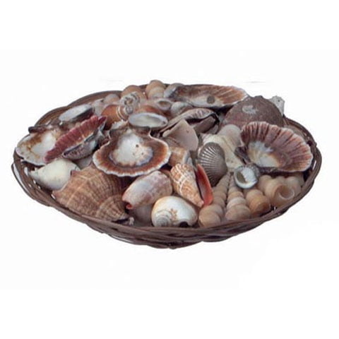 Coco Midrib Sea Shell Pack: Natural, 10 inches - Walmart.com