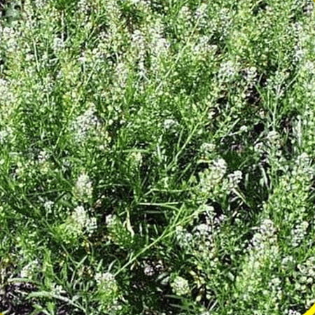 Everwilde Farms - 2000 Pepper Cress Herb Seeds - Gold Vault Jumbo Bulk ...