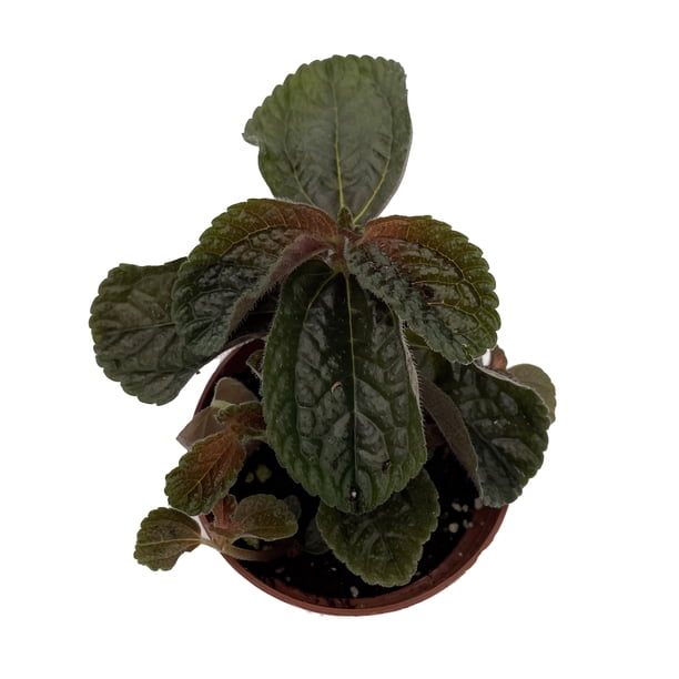 Chocolate Pilea Plant - Dark Mysterious Foliage - 2.5" Pot - Walmart.com