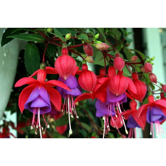 Hummingbird Vine Seeds