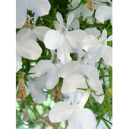 200 MAGENTA PINK LOBELIA Regatta Lobelia Erinus Flower Seeds - Walmart.com