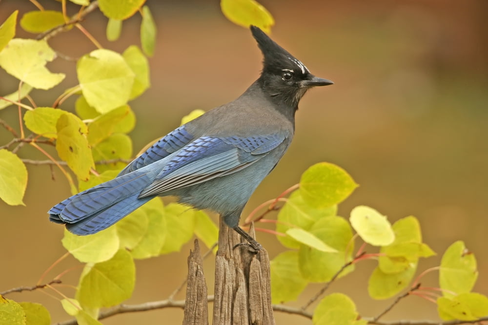 Stellar Blue Jay (16x24 Giclee Gallery Art Print, Vivid Textured Wall ...