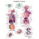 Anatomical chart: lymphatic system, laminated - Walmart.com