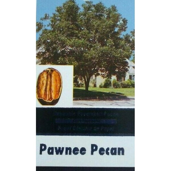 Plant Pecan Tree