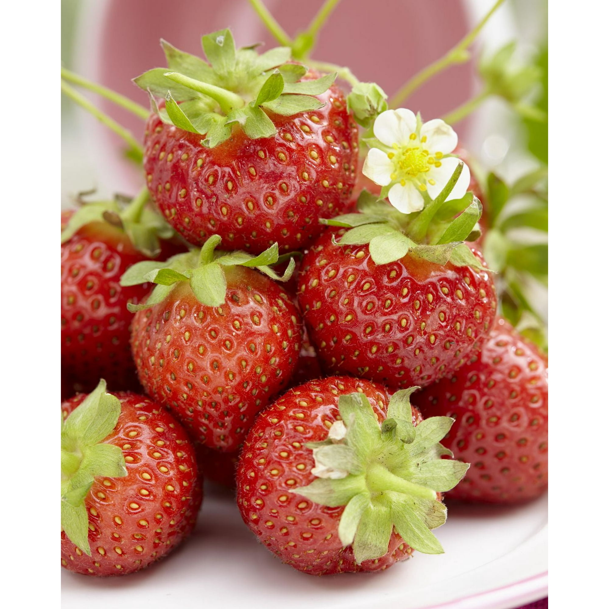 Click here for Tasc Strawberry Bulbs - Seascape Strawberry Fruit... prices