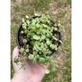 String of Turtles, Peperomia prostrata, Vining Plant, Live in a 4 inch Pot by BubbleBlooms ...