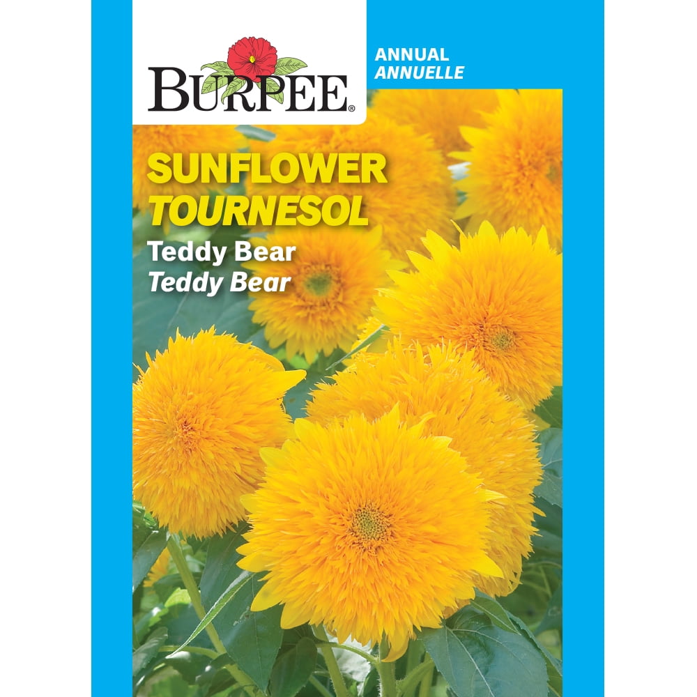 Click here for Burpee Canada Burpee Teddy Bear Sunflower prices