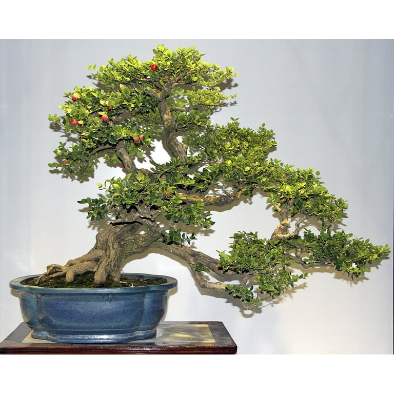 Carissa Macrocarpa Bonsai