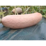 Squash Pink Banana Jumbo Garden Heirloom Vegetable 15 Seeds - Walmart.com