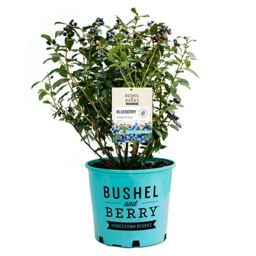 1 gal. Pinky Promise Snowberry (Symphoricarpos) Live Shrub, Gumball ...