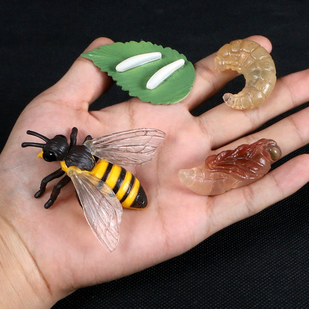 Science Toy Educational Insect Animals Chicken Butterfly Growth Cycle ...