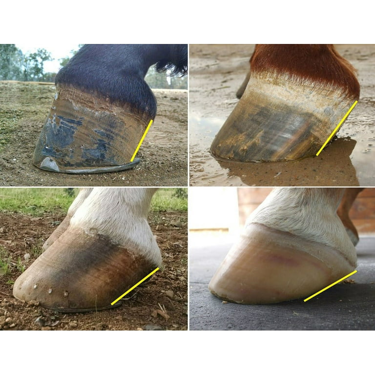 Healthy Horse Hooves