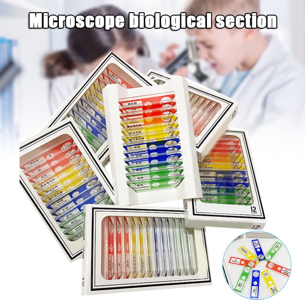 Buy 12pcs Microscope Slides with Specimens for Kids Plastic Prepared ...