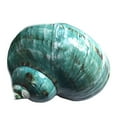 Travelwant Large Natural Conch Shells Green Turbo Natural Rare Real Sea ...