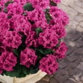 6 Rose Red Artificial Geranium Flowers Outdoor UV Resistant Garden Home ...