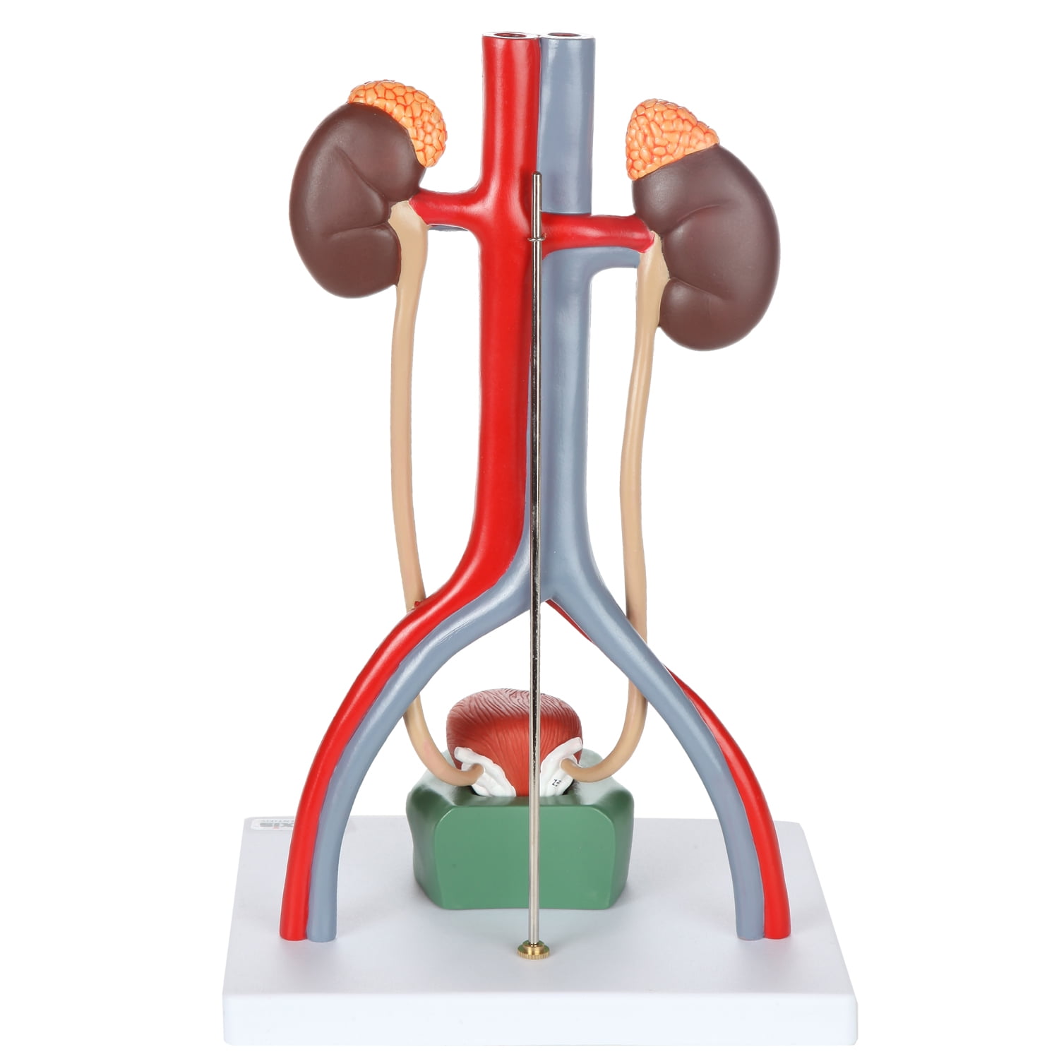 Male Urinary System Model