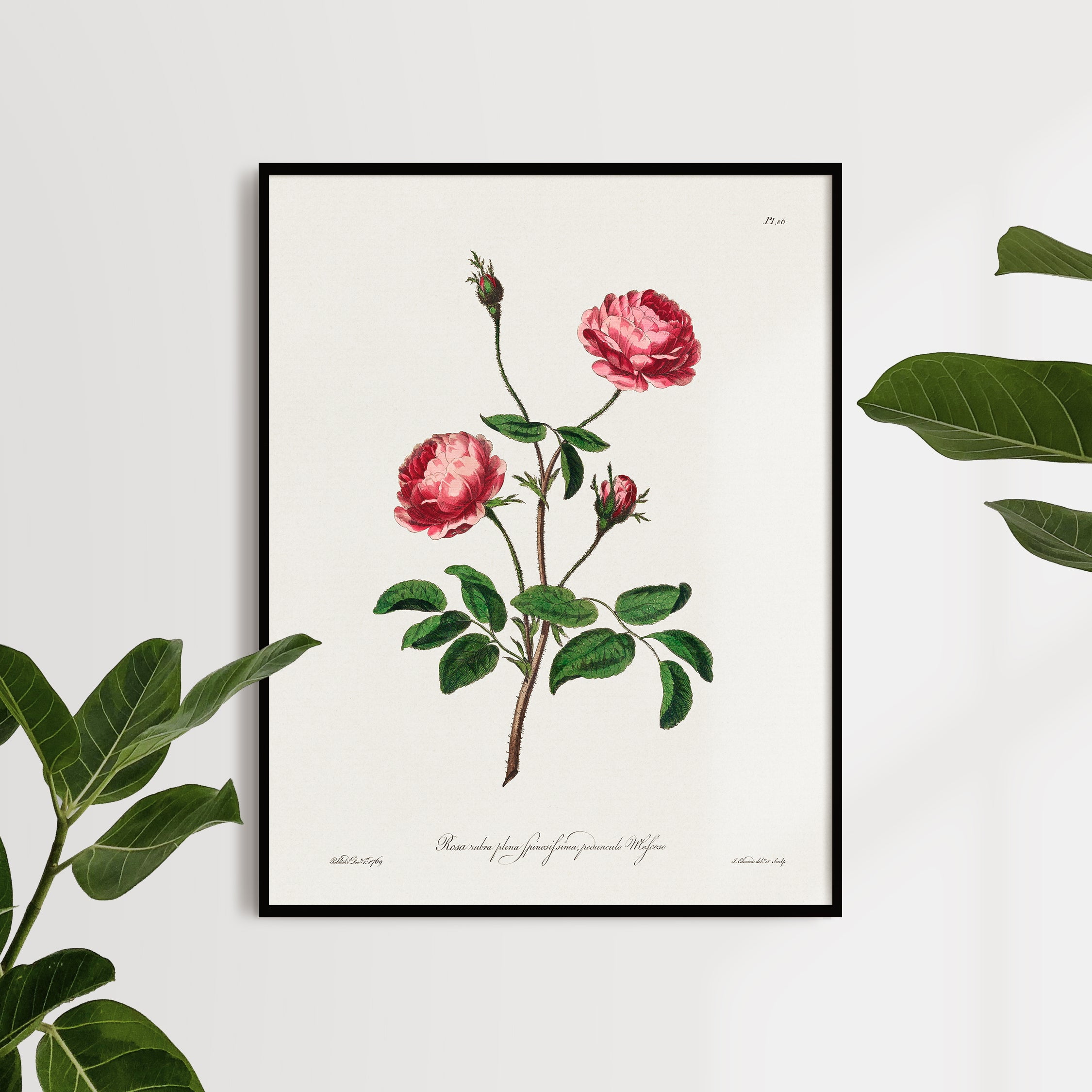 Rosa Rubra Plena Spinosissima, Peounculo Moscoso - 1769 | John Edwards ...