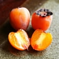TomorrowSeeds - American Persimmon Tree Seeds - 30+ Count Packet ...