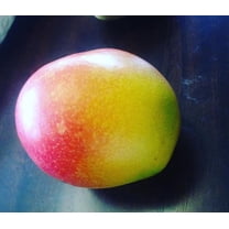 Julie Dwarf (Juliette) Grafted Mango Tree. 3 Gallon pot. Ship to all ...