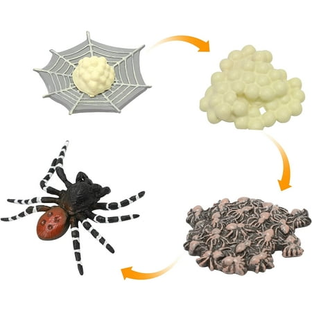 Spider Growth Cycle Toys, Life Cycle Model Set Growth Stage Toys Animal ...