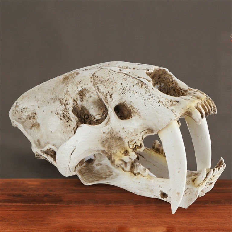 Saber Tooth Tiger Skull Front View