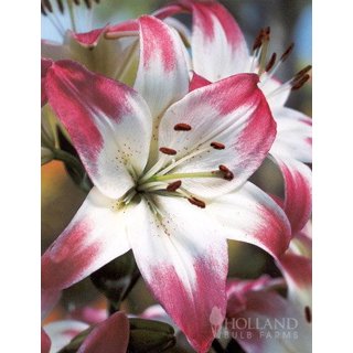 Lily Looks™ After Eight Dwarf Asiatic Lily - Quart Pot - Walmart.com
