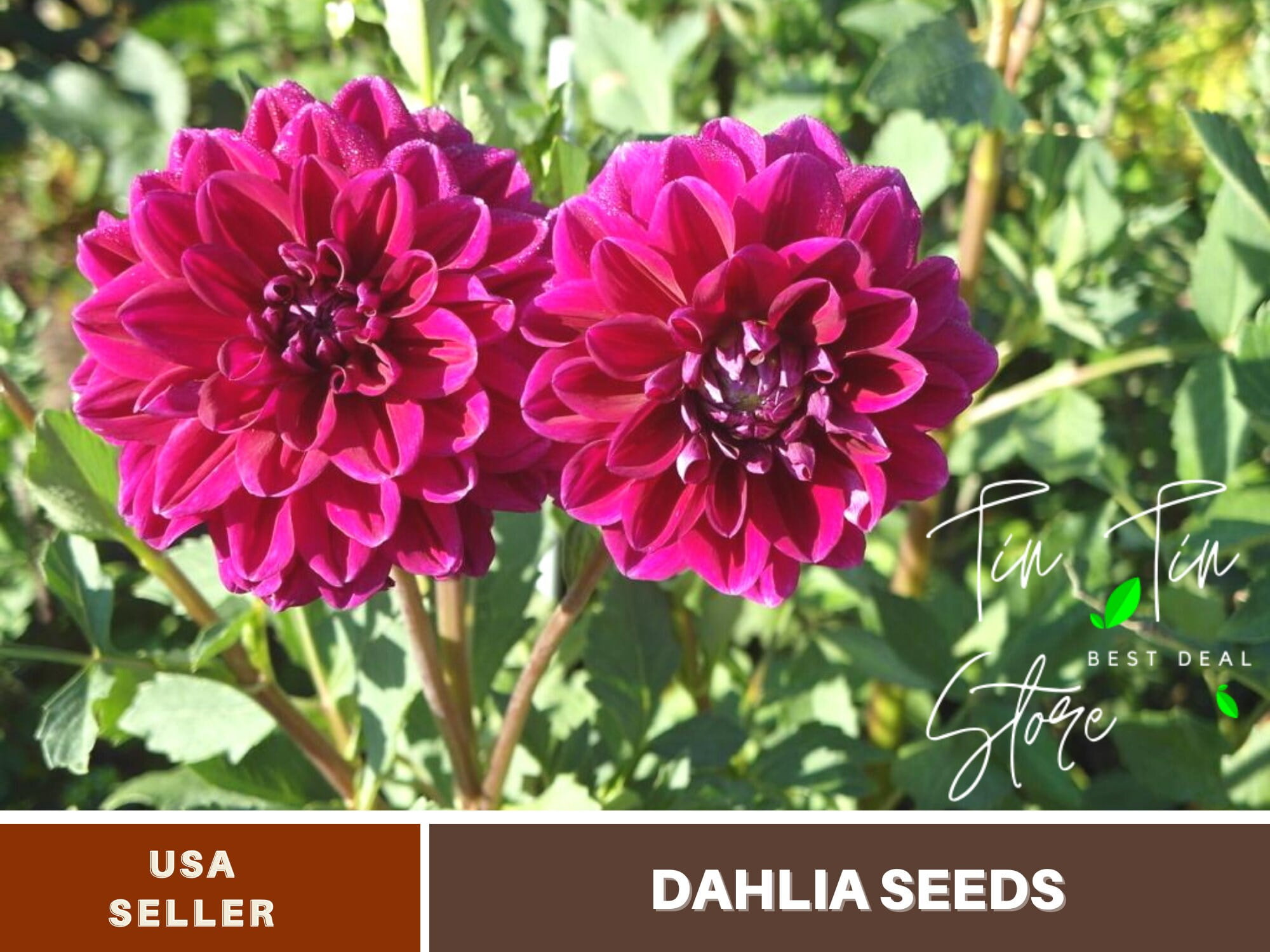 40+ Rare Seeds-Boogie Nites Dahlia Seeds-#D022-Authentic Seeds-Flowers ...