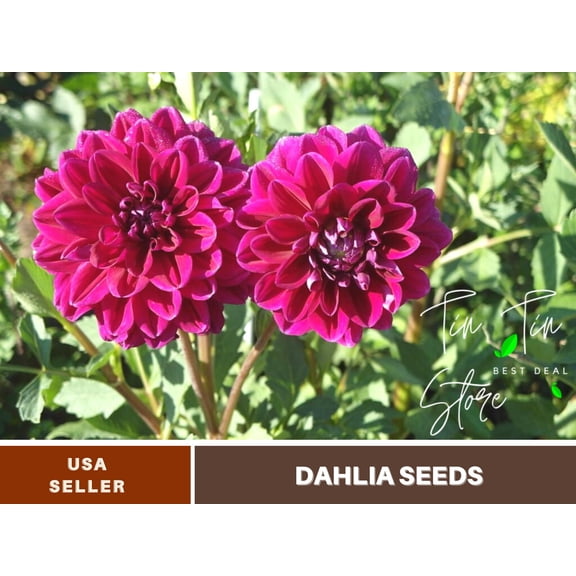 30 Rare Seed-Chocolate Mint Rose Seed- #1079-Authentic Seeds-Flowers ...
