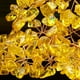 Feng Shui Citrine Money Wealth Tree Chinese Fortune Tree Crystal Tree ...