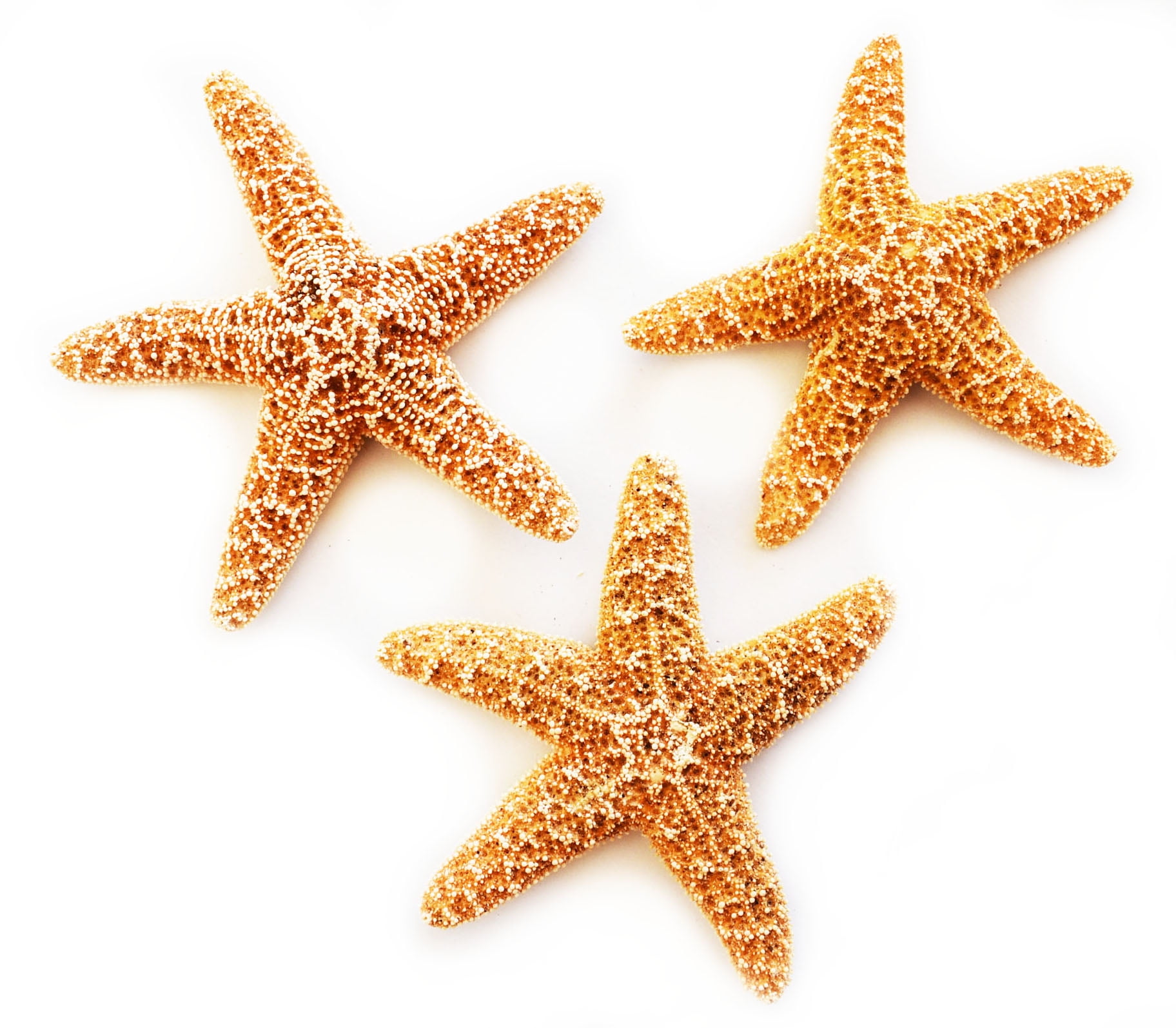 Set of 3 Real Dried Small Sugar Starfish (2-3" / 50-77 mm) Beach Arts ...