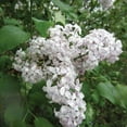 Korean Early Lilac Bush Seeds (Syringa Oblata) tyn3sw (20+ Seeds ...