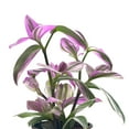 Real Live Pink Tradescantia Nanouk, Wandering Jew, Indoor House Plants ...