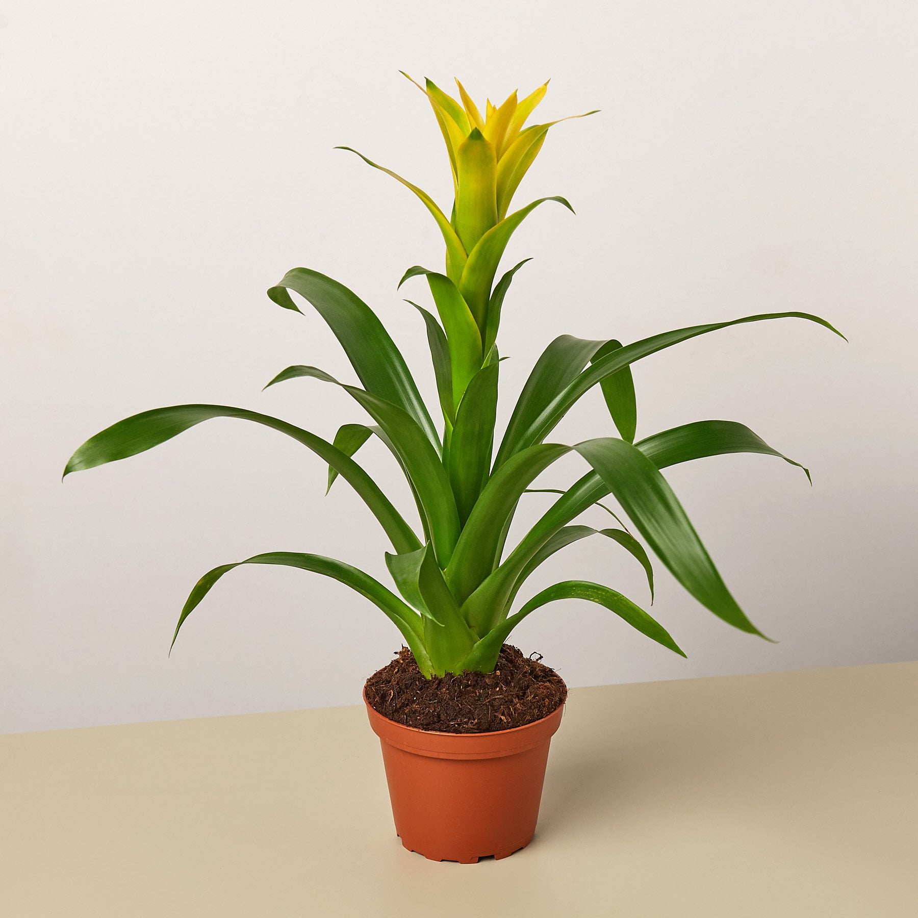 Guzmania Bromeliad 'Yellow' - 4" Pot - Walmart.com