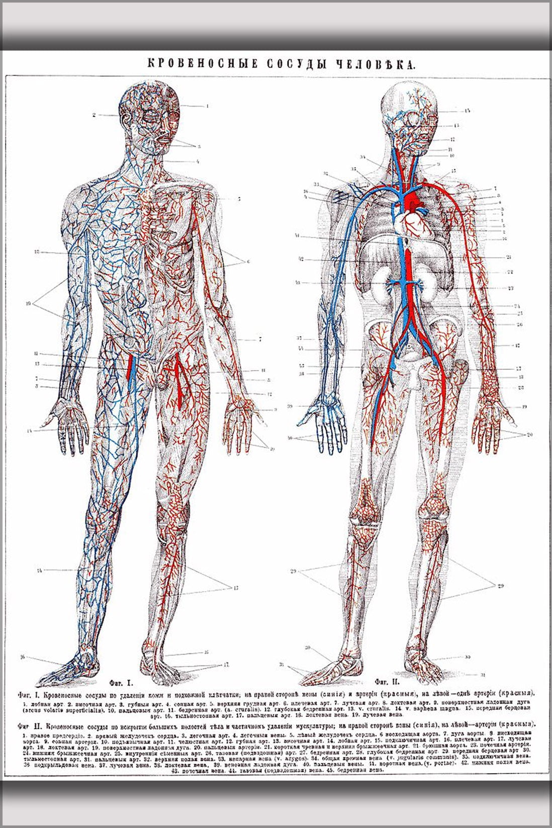 24"x36" Gallery Poster, human anatomy nervous and circulatory systems ...