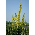 Earthcare Seeds, Great Mullein Seeds 150 Ct, Verbascum Thapsus ...