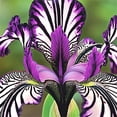 Blue Purple Iris Saplings-(Non-Artificial)-Strong Vitality Easy Grow ...
