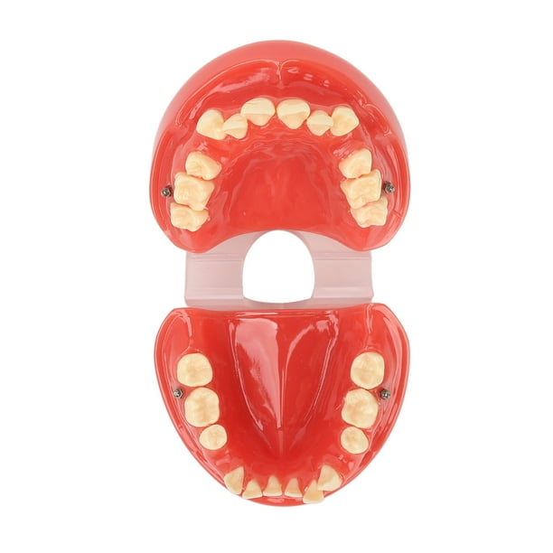 Orthodontic Teeth Model,Dental Typodont Orthodontic Teeth Teeth ...