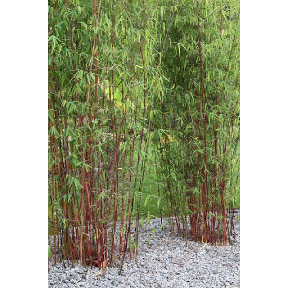 Little Red Head Clumping Bamboo - Fargesia rufa - 4" Pot - RARE ...