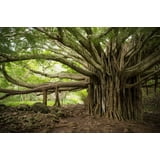 30 Banyan Bonsai Tree Seeds - Ficus benghalensis - Indoor/Outdoor ...