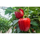 150 Seeds BIG RED Bell PEPPER Sweet Capsicum Annuum Vegetable Seeds ...