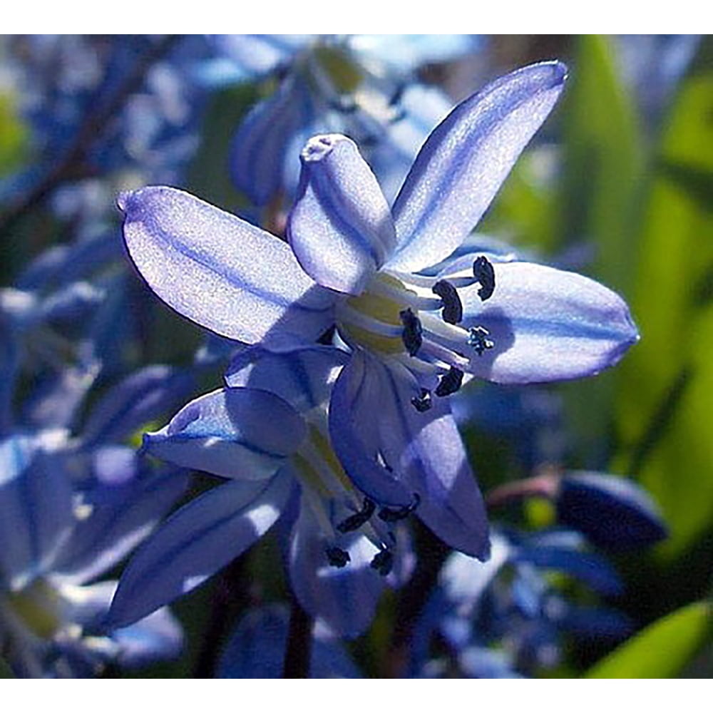 Siberian Squill - 50 Bulbs - Scilla siberica - 7/8 cm Bulbs - Walmart ...