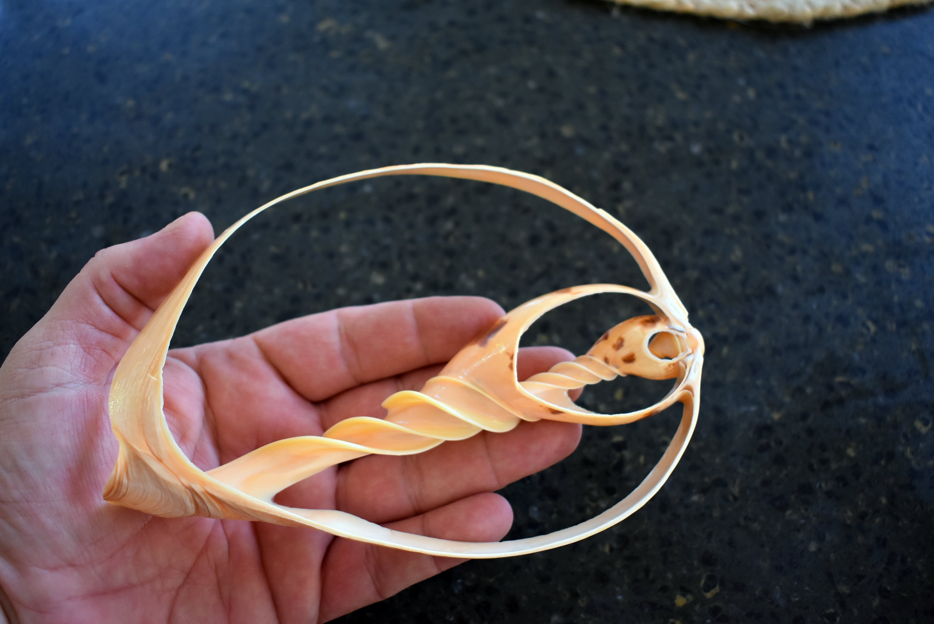 One Extra Large Center Cut Melon Shell Slice (7-8") Seashells Beach ...