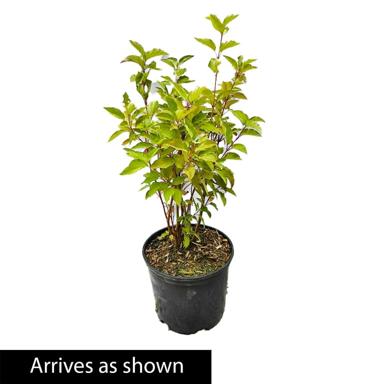 Prairie Fire Dogwood