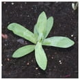 Everwilde Farms - 1 oz None So Pretty Catchfly Garden Flower Seeds ...