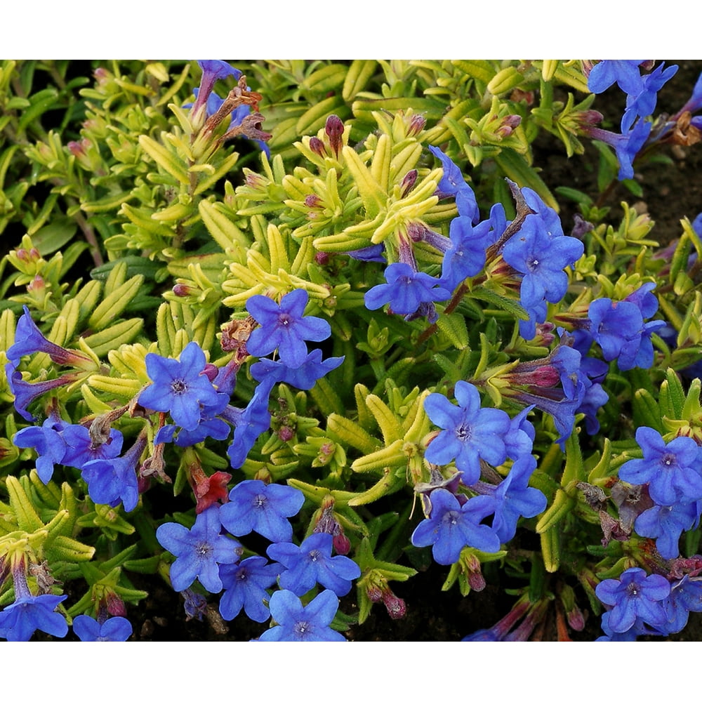 Gold 'N Sapphires Lithodora diffusa - Hardy Perennial - 4" Pot ...