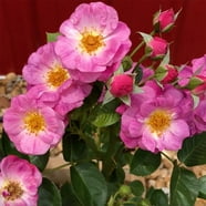 Heirloom Roses Pink Live Plant - St. Elisabeth of Hungary Shrub Rose ...